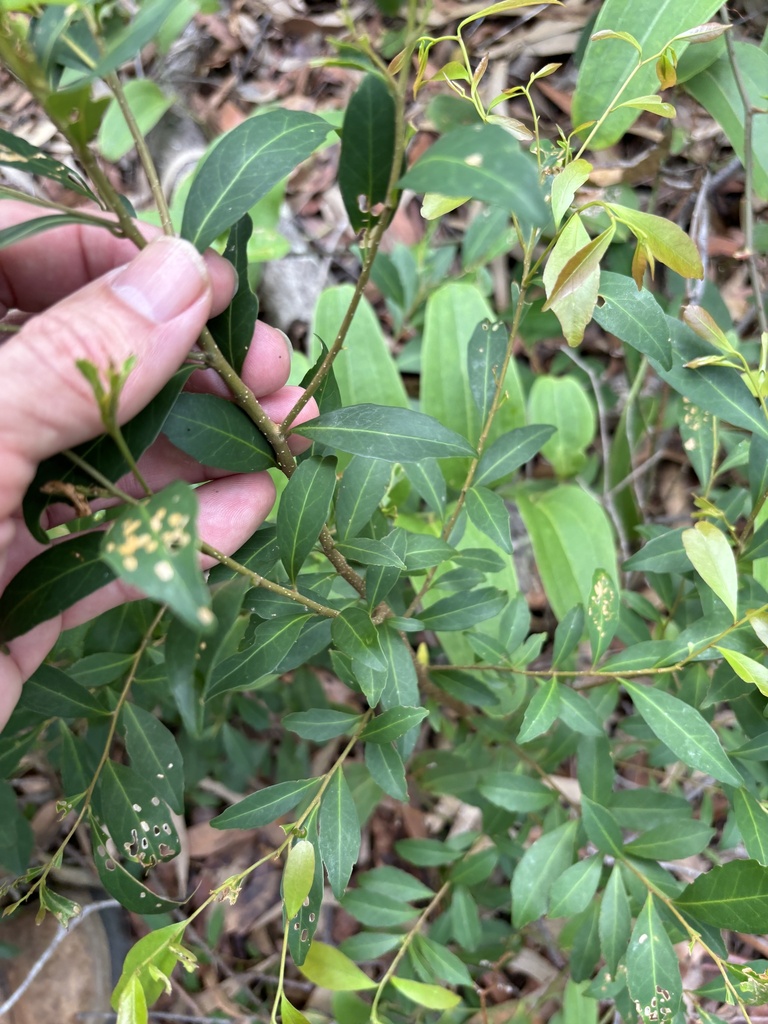 gray carrobeen from K’gari (Fraser Island) Recreation Area, Eurong, QLD ...