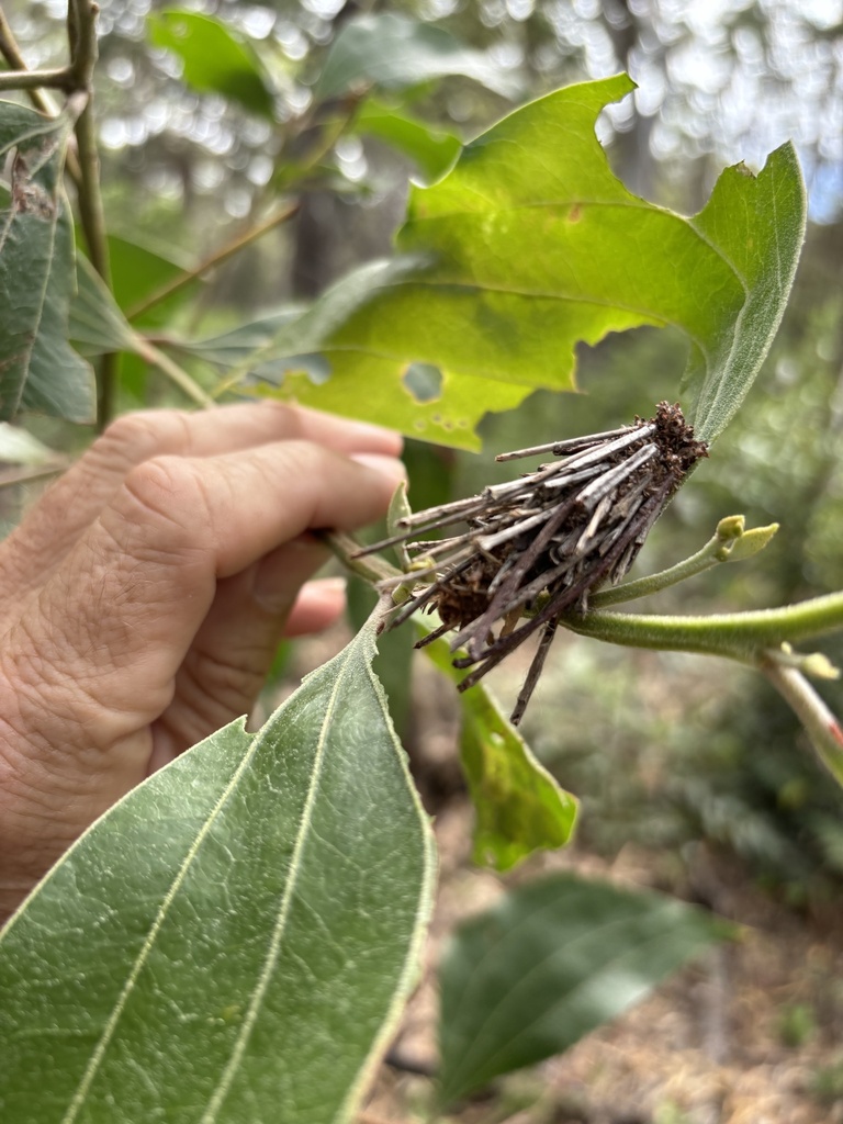 Lomera from K’gari (Fraser Island) Recreation Area, Eurong, QLD, AU on ...