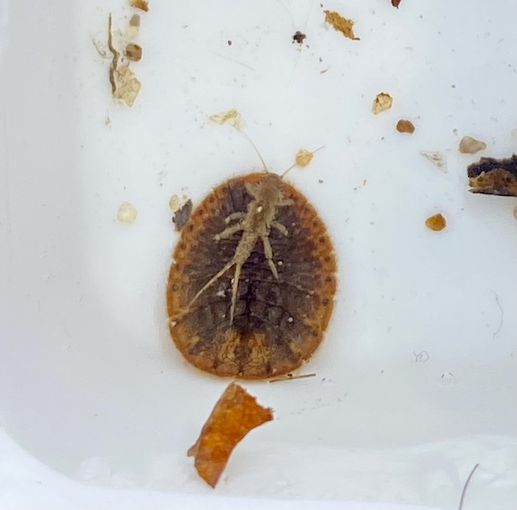 Herrick's Water Penny Beetle from Powhatan State Park, Powhatan, VA, US ...