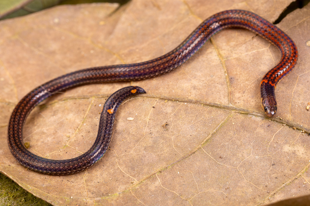 Collared Reed Snake in March 2024 by Jono Dashper · iNaturalist
