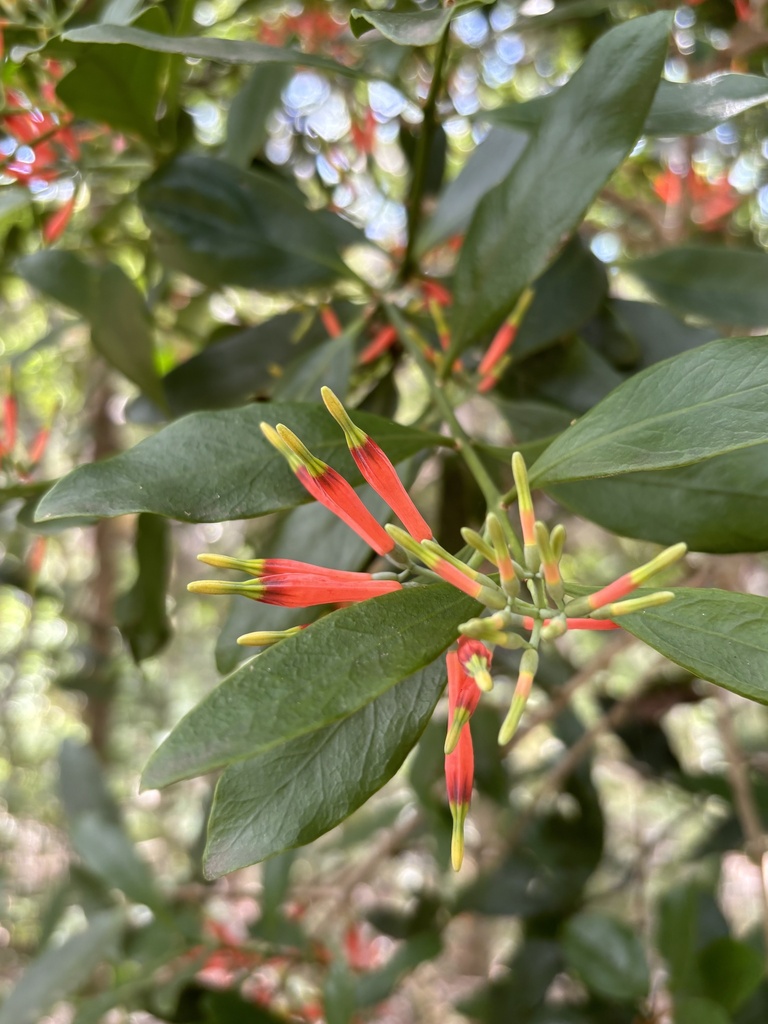 brush mistletoe from K’gari (Fraser Island) Recreation Area, Eurong ...