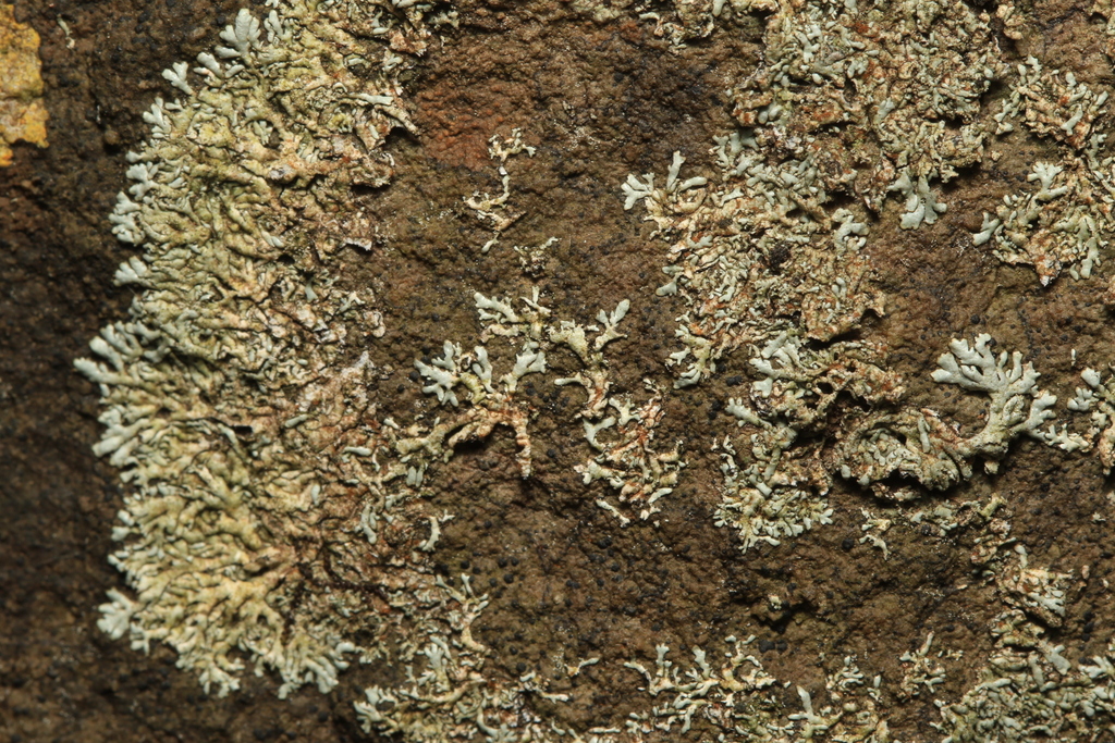 common lichens from Table Mountain (Nature Reserve), Cape Town, South ...