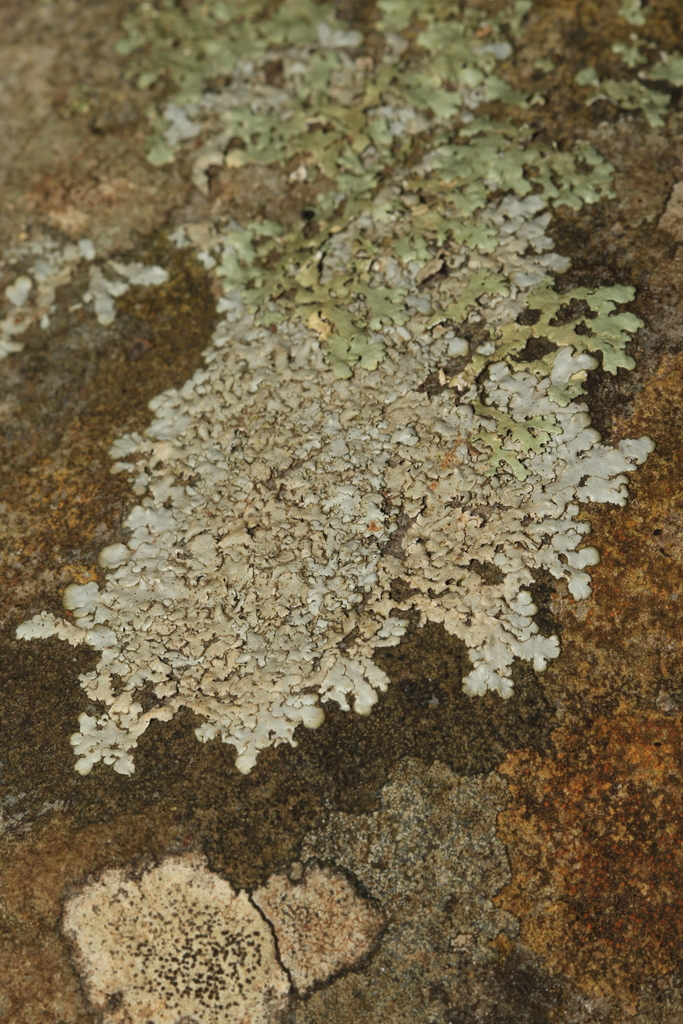 common lichens from Table Mountain (Nature Reserve), Cape Town, South ...
