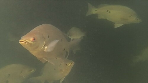 Scortum ogilbyi · iNaturalist