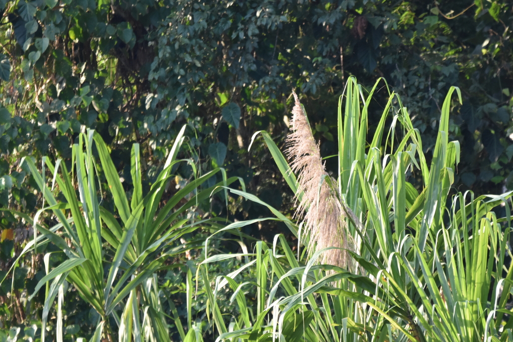 Gynerium sagittatum from Tambopata, Peru on March 21, 2024 at 05:55 PM ...
