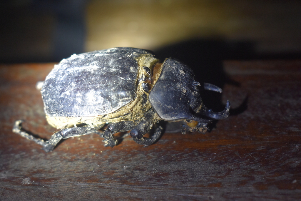 Megasoma rex from Tambopata, Peru on March 11, 2024 at 07:36 PM by Cade ...