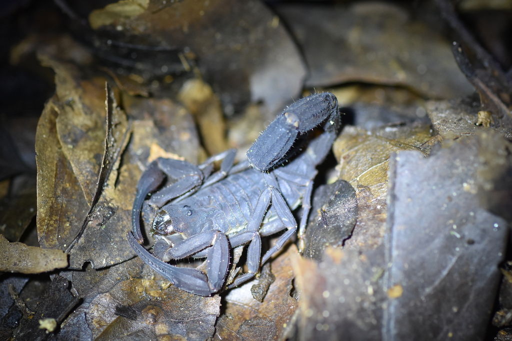 Tityus asthenes from Tambopata, Peru on March 21, 2024 at 09:33 PM by ...