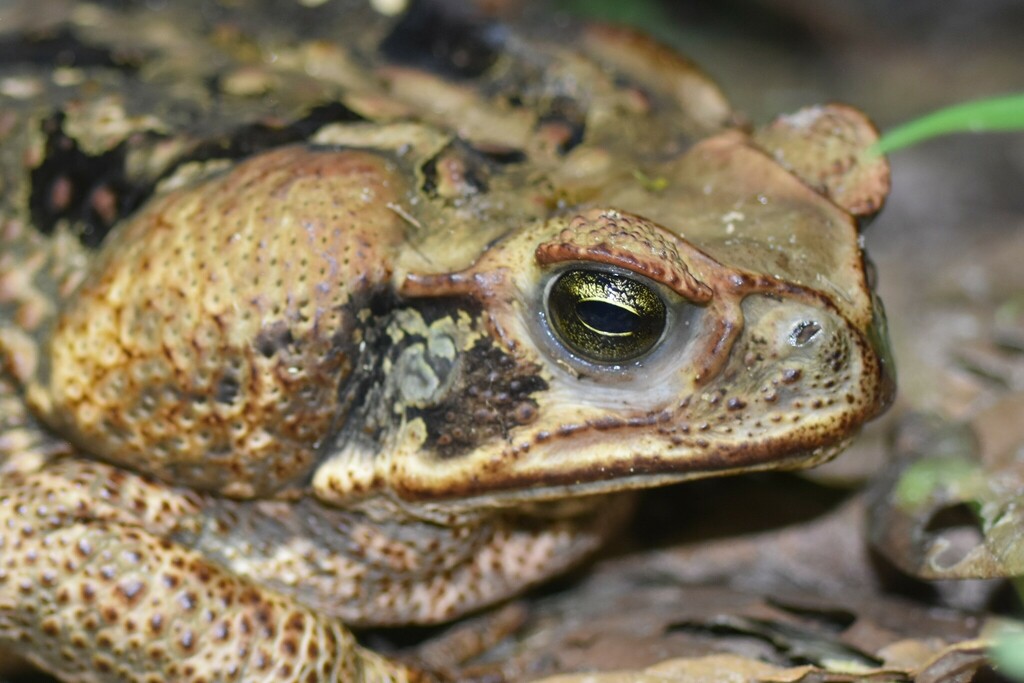 Cane Toad from Tambopata, Peru on March 21, 2024 at 10:28 PM by Cade ...