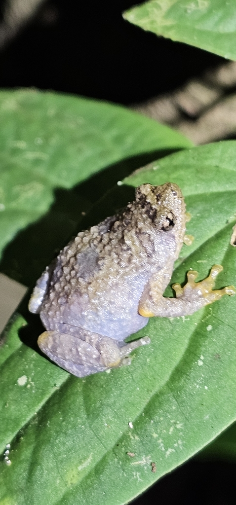 Bornean Tree Hole Frog from gunung serapi kuching, 93050, Petra Jaya ...