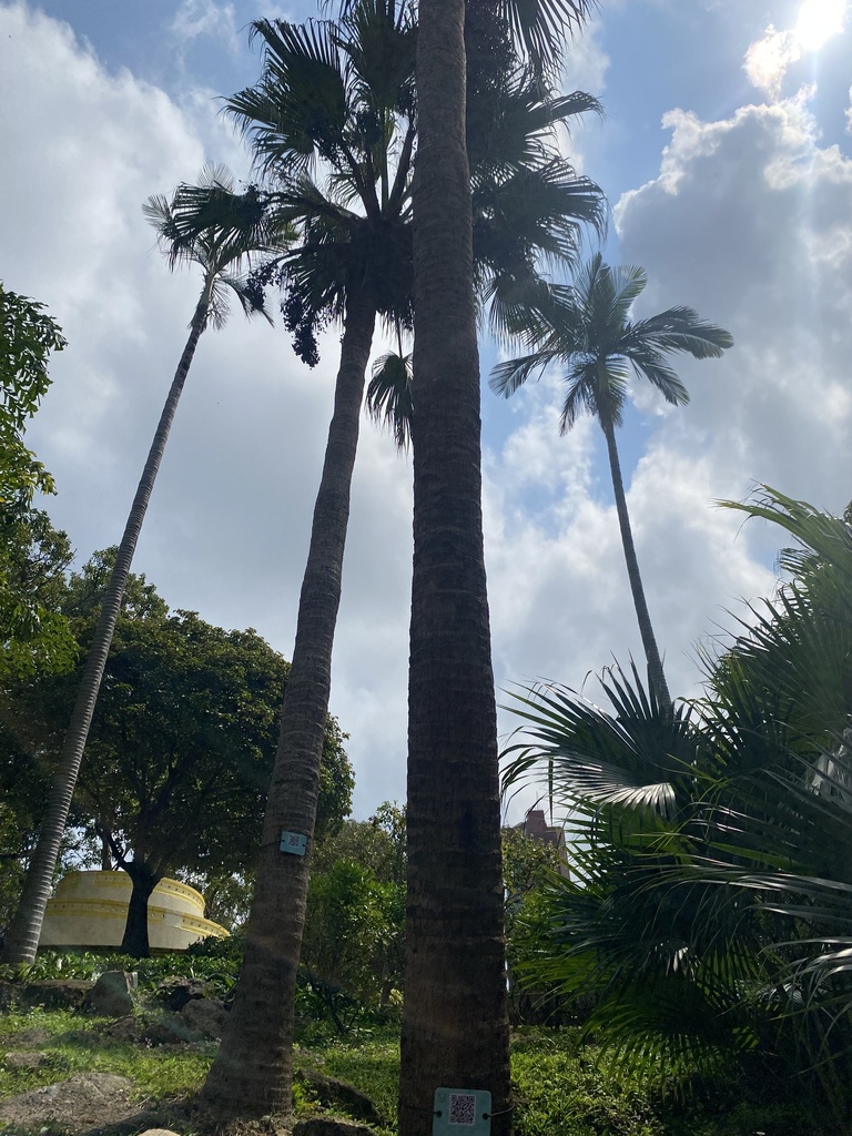 Alexandra Palm from 螺絲山公園, 澳門, MO on March 24, 2024 at 02:04 PM by 楊文政 ...