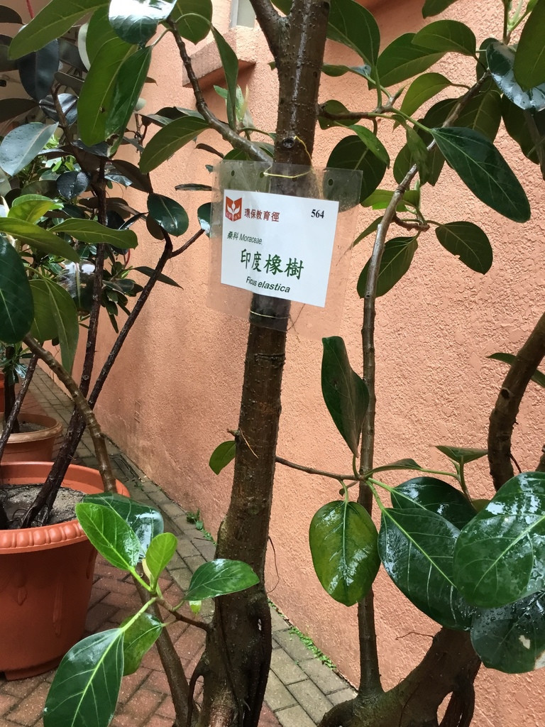 Figs from 12 Fu Yee Road, Siu Sai Wan, , HK on April 27, 2019 at 10:31 ...