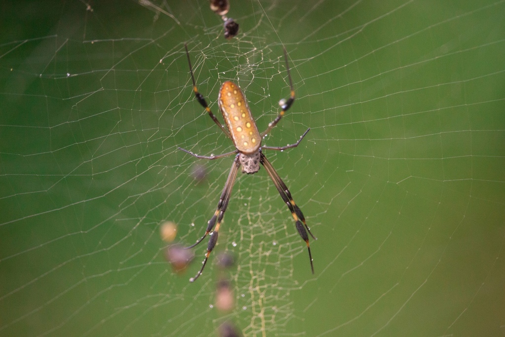 Golden Silk Spider from Pococi, Pococi, Limon, CR on December 29, 2016 ...
