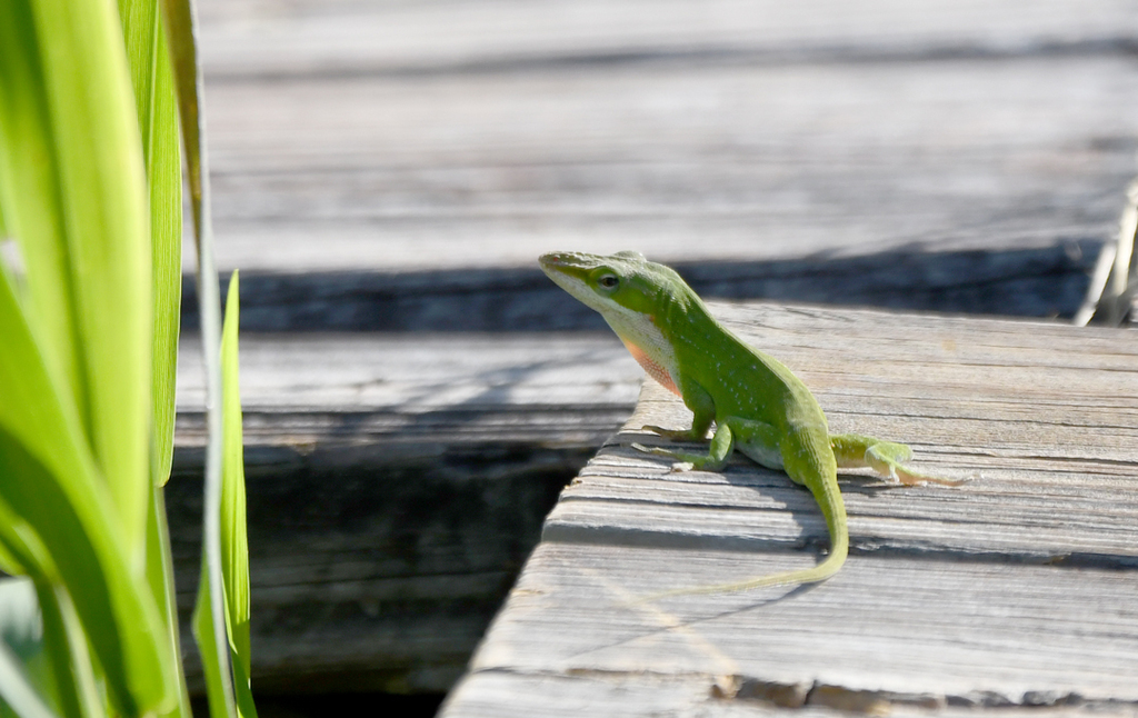 Green Anole from Okefenokee NWR; Charlton County, GA, USA on April 17 ...