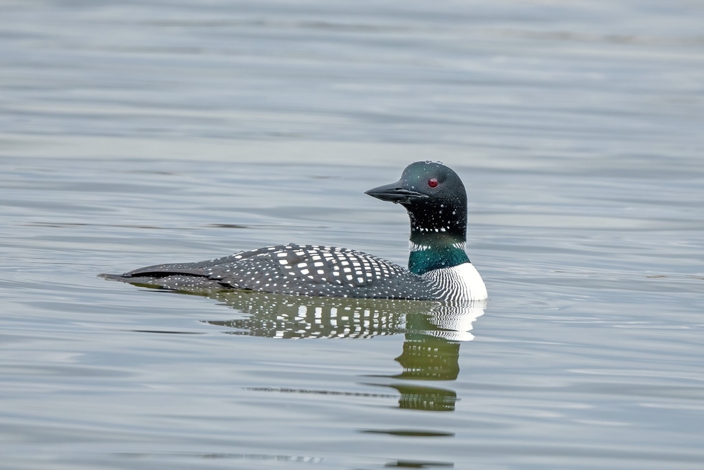Common Loon from Capitol Beach, Lincoln, NE, USA on March 27, 2024 at ...