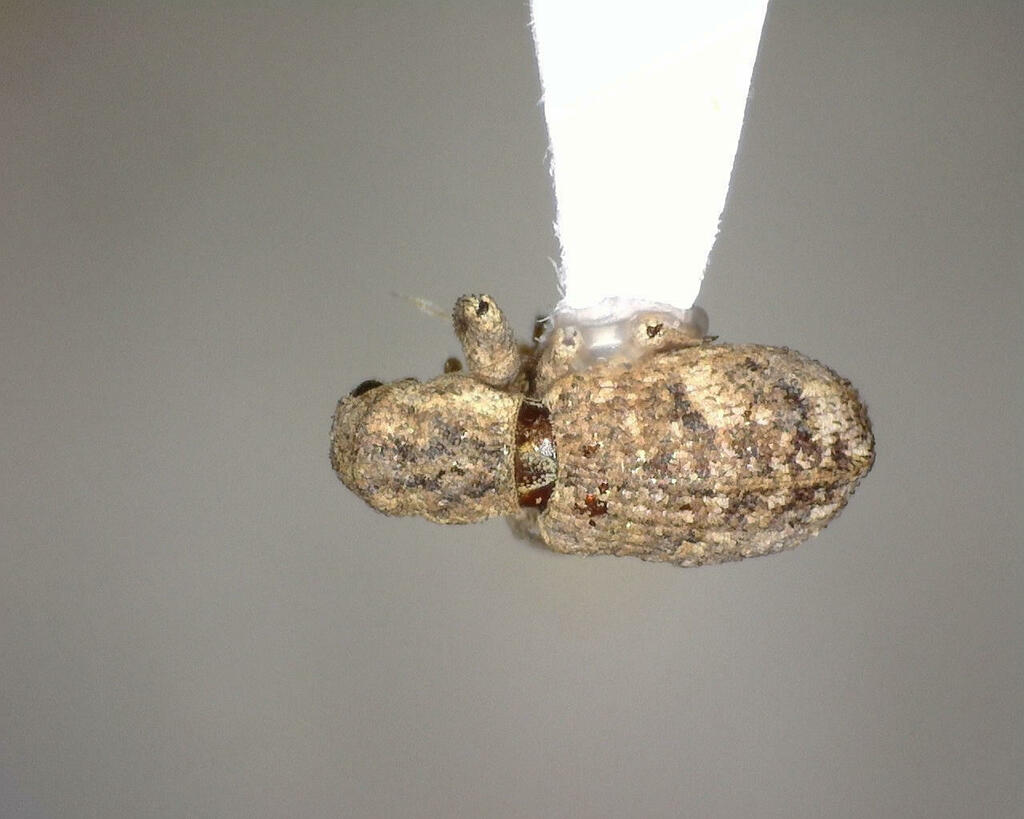Gray Mistletoe Weevil from Kimble County, TX, USA on May 16, 2023 at 02 ...