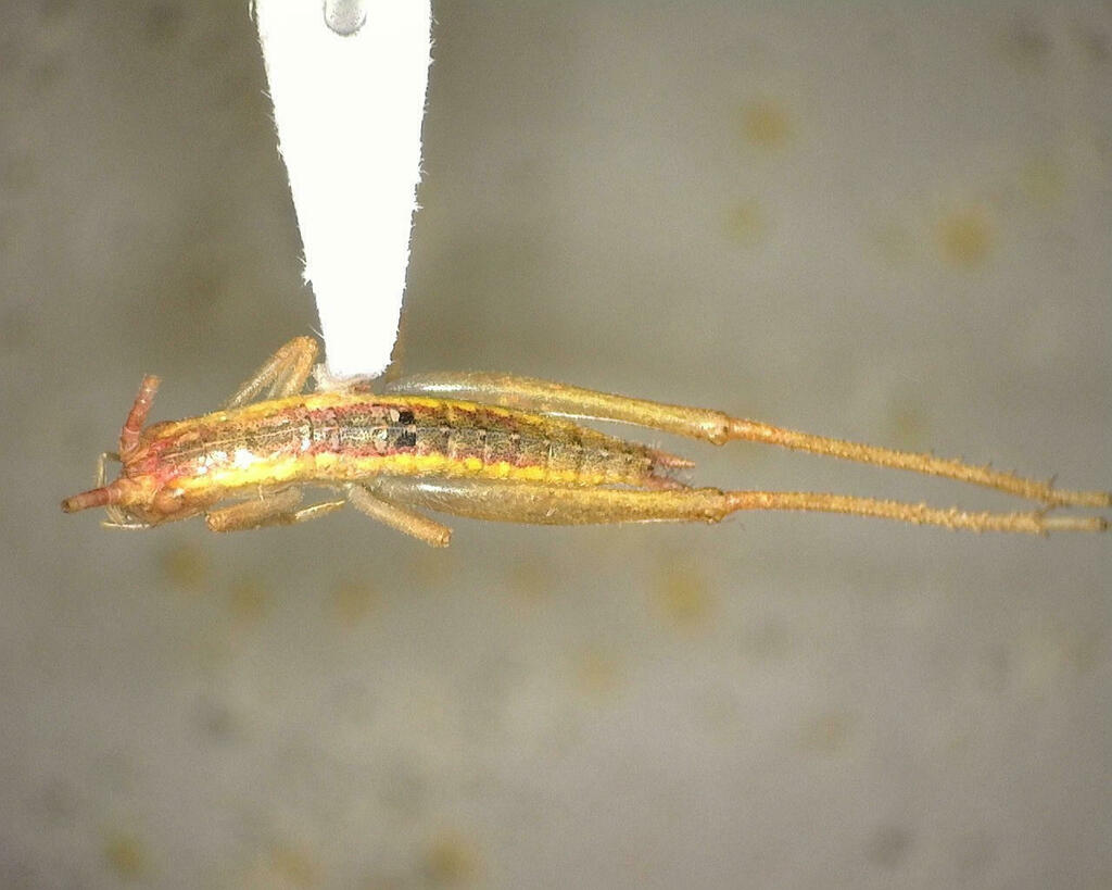 Western Tree Cricket from Kimble County, TX, USA on May 16, 2023 at 02: ...