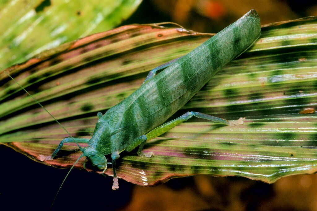Phyllomimus zebra from Кенингау, Сабах, Малайзия on April 14, 2009 at ...