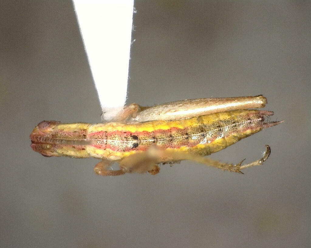 Western Tree Cricket from Kimble County, TX, USA on May 16, 2023 at 02: ...