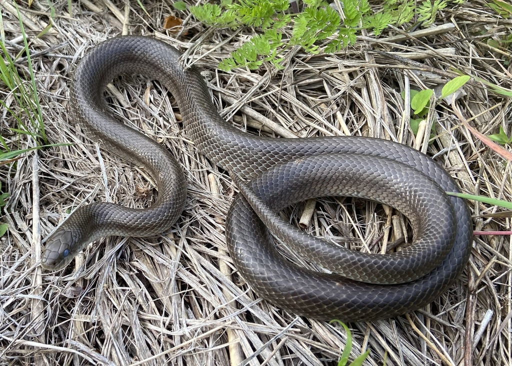 Prairie Kingsnake in May 2023 by Jason Butler · iNaturalist
