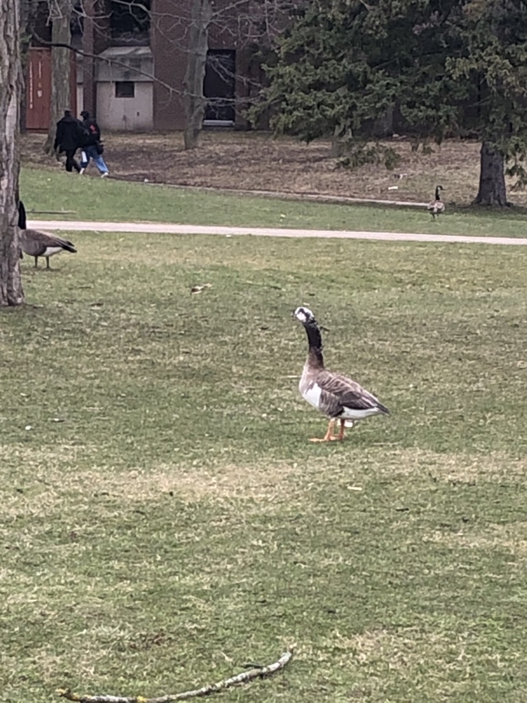 Greylag × Canada Goose from St. Paul's University College, Waterloo, ON ...