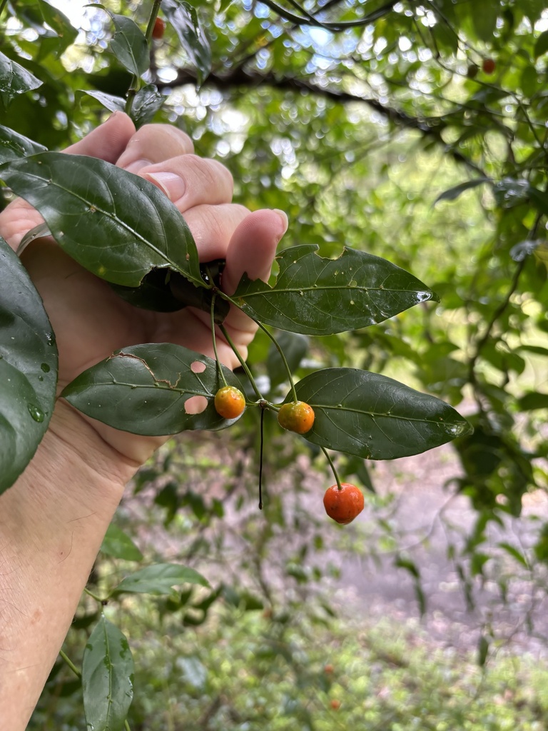 sweet morinda from K’gari (Fraser Island) Recreation Area, Eurong, QLD ...