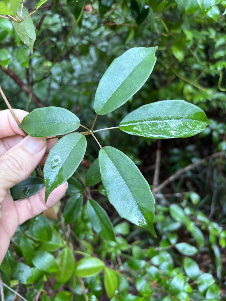 Five-Leaved Water Vine from K’gari (Fraser Island) Recreation Area, Eurong, QLD, AU on March 23 ...