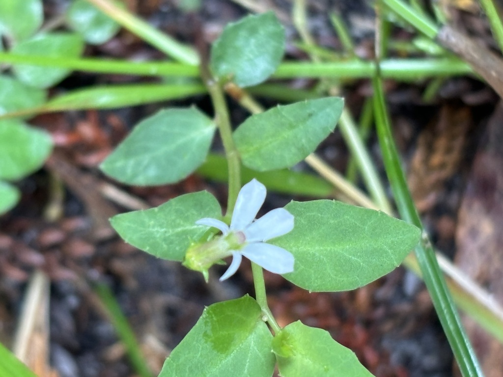 White Root from K’gari (Fraser Island) Recreation Area, Eurong, QLD, AU ...
