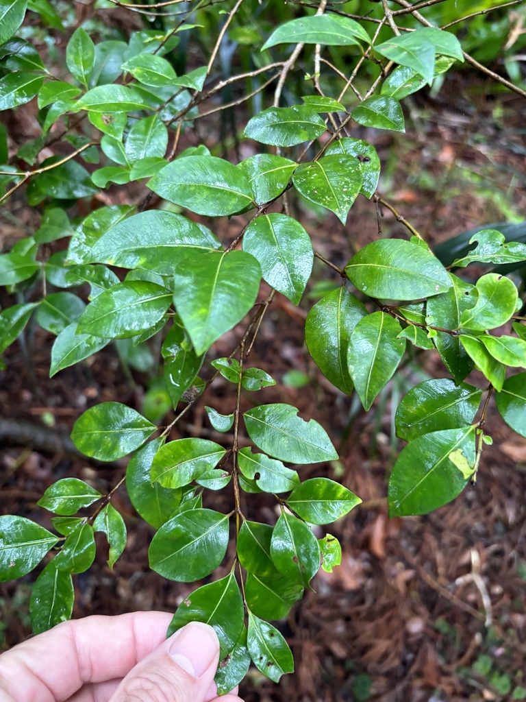 Grey Myrtle from K’gari (Fraser Island) Recreation Area, Eurong, QLD ...