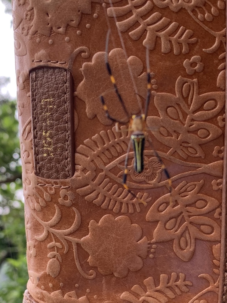 Giant Golden Orbweaver from Lin Yuen Path, Tseung Kwan O, New ...