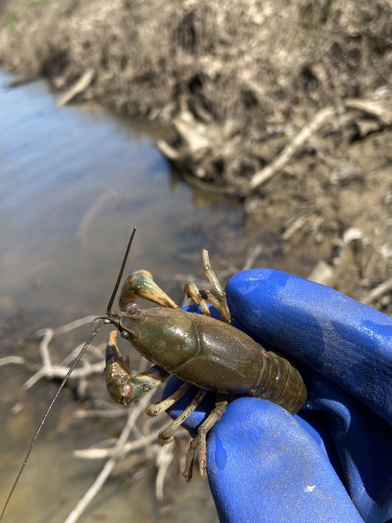 Great Plains Mudbug in March 2024 by Kevin B Babbitt · iNaturalist