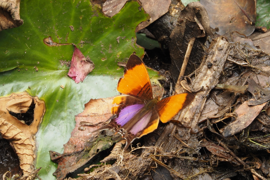 Pansy Daggerwing from Provincia di Puntarenas, CR on March 26, 2024 at ...