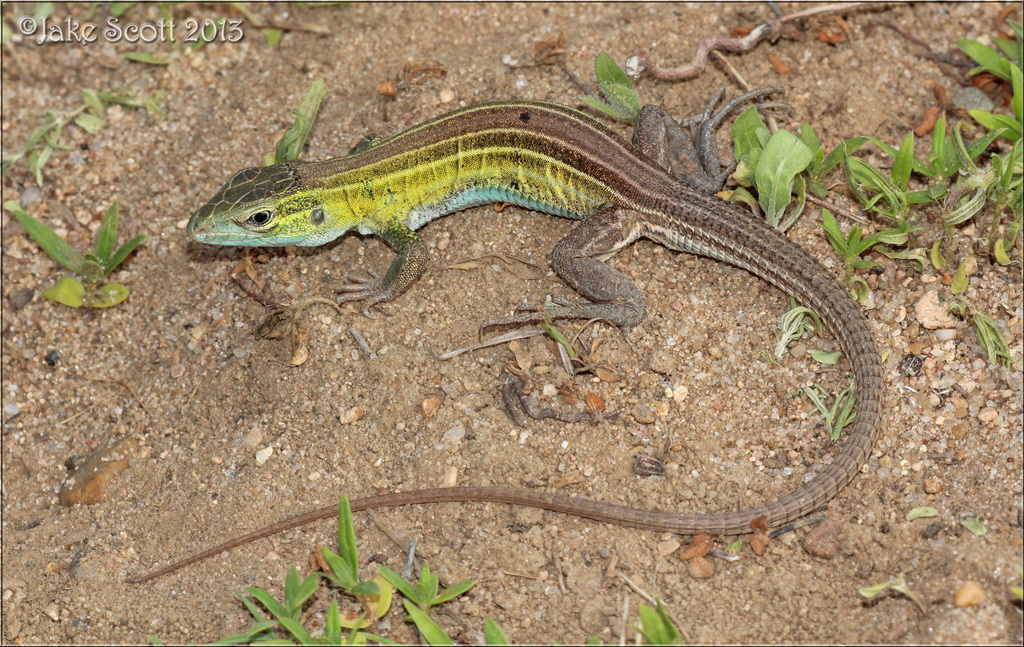Prairie Racerunner in May 2013 by Jake Scott · iNaturalist