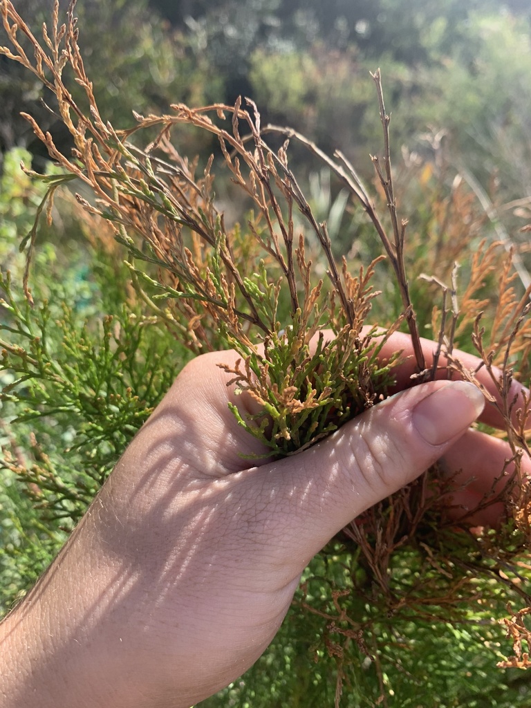 Oyster Bay cypress-pine from Croajingolong National Park, Wingan River ...