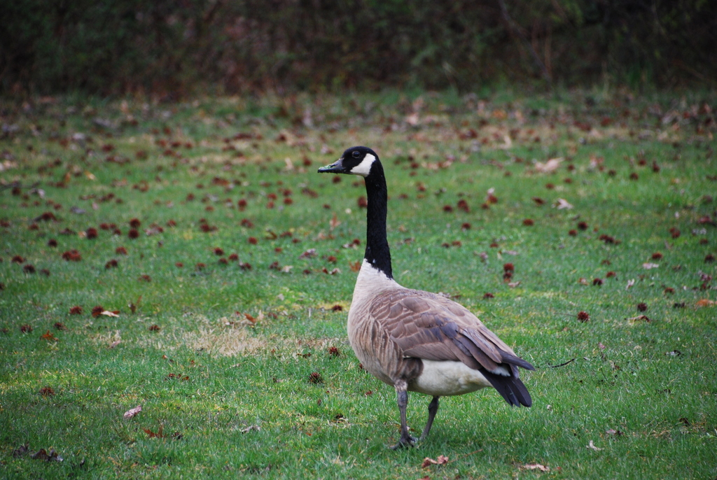 Canada Goose from Edison, NJ, USA on March 27, 2024 at 06:33 PM by Y ...