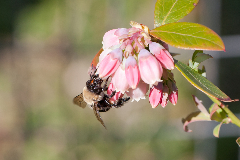 Blueberry Digger Bee from Portsmouth, VA, USA on March 24, 2024 at 04: ...