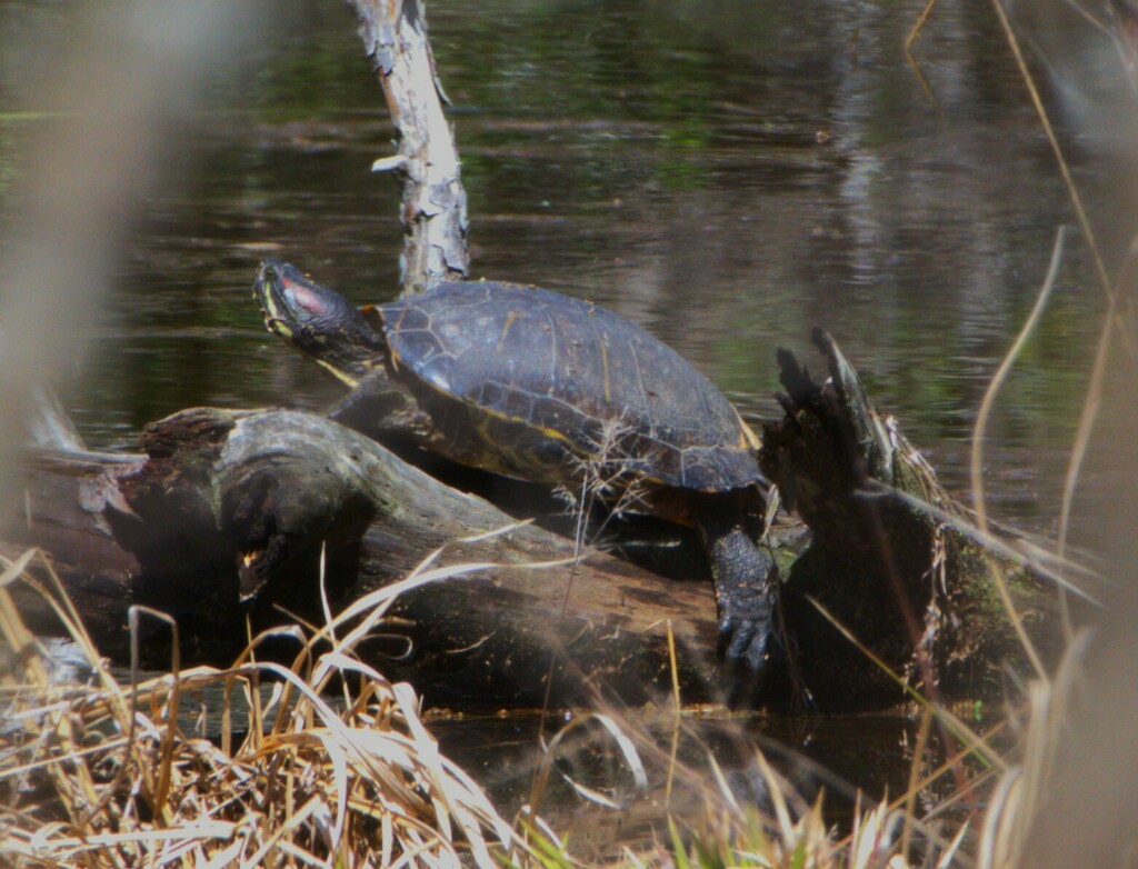 Red-eared Slider from Swain County, NC, USA on March 27, 2024 at 08:44 ...