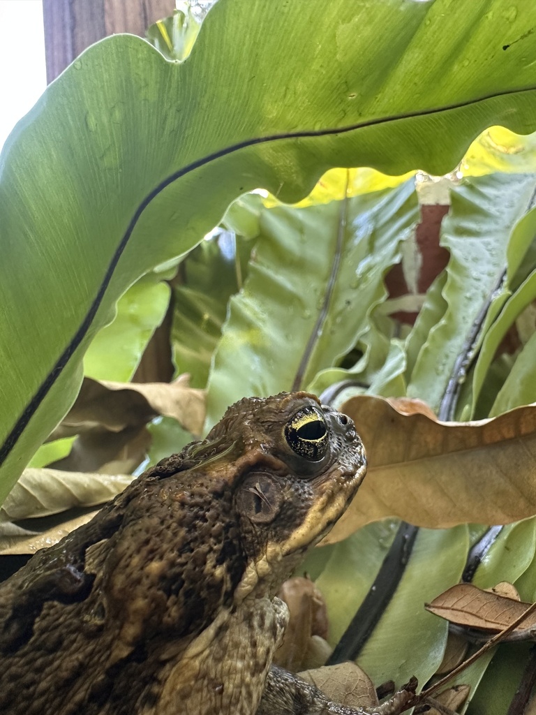 Cane Toad from Muñoz City, PH-NE, PH on February 19, 2024 at 04:39 PM ...