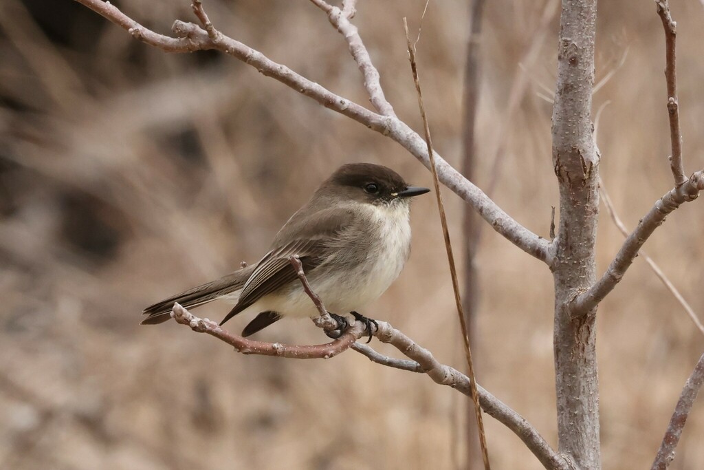 Eastern Phoebe from Markham, ON, Canada on March 27, 2024 at 11:51 AM ...