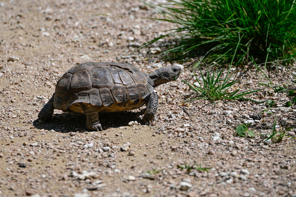 Texas Tortoise in March 2024 by Simon Tolzmann · iNaturalist