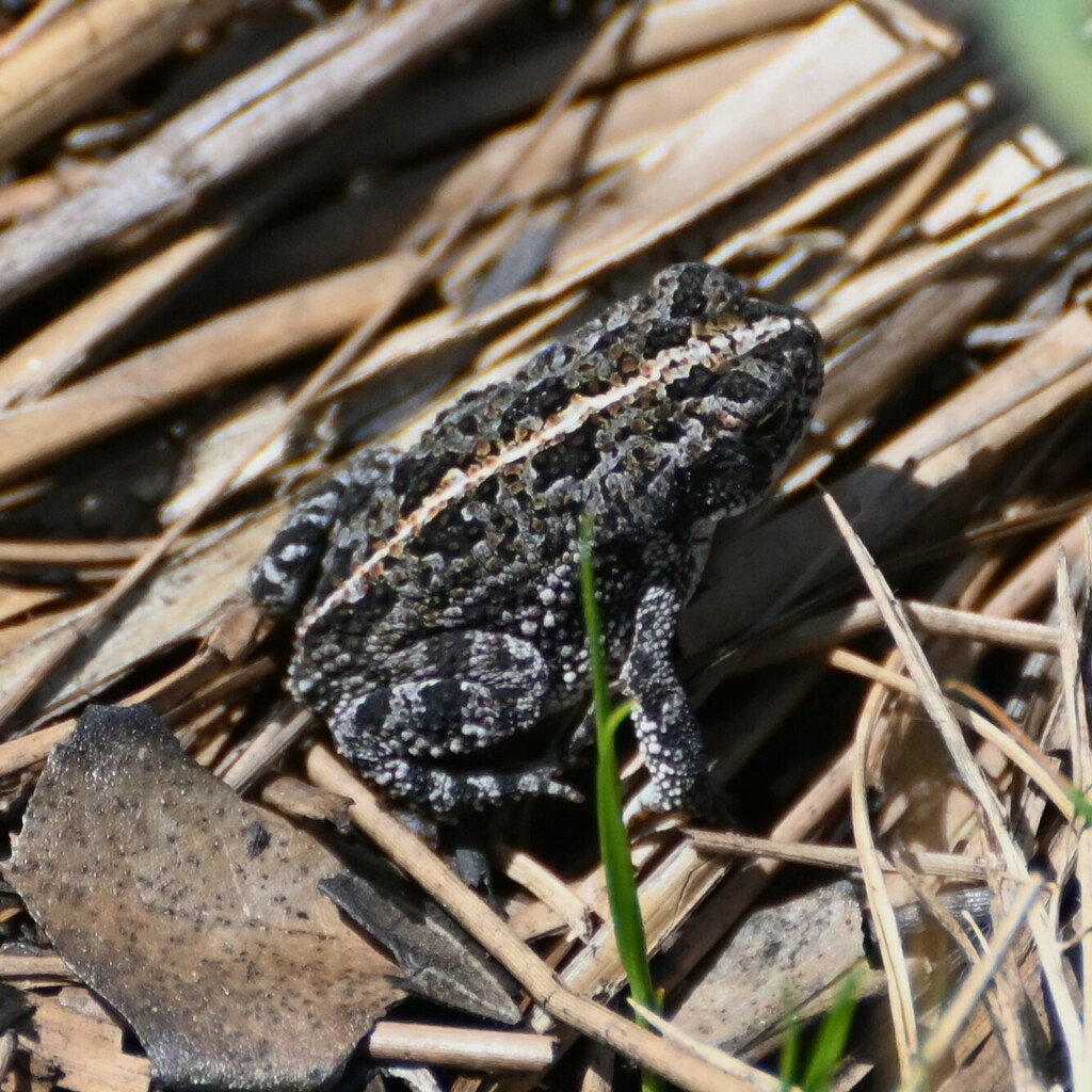 Oak Toad from Palm Beach County, FL, USA on March 26, 2024 at 12:19 PM ...