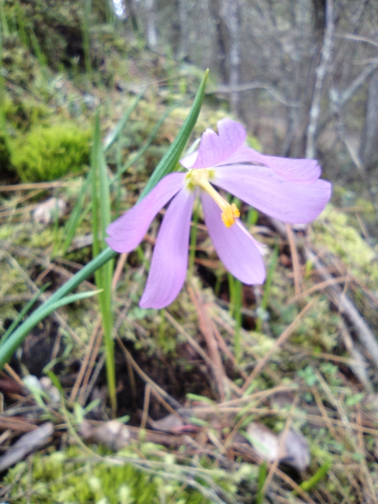 grasswidow from Coeur d'Alene, ID, USA on March 26, 2024 at 01:43 PM by ...