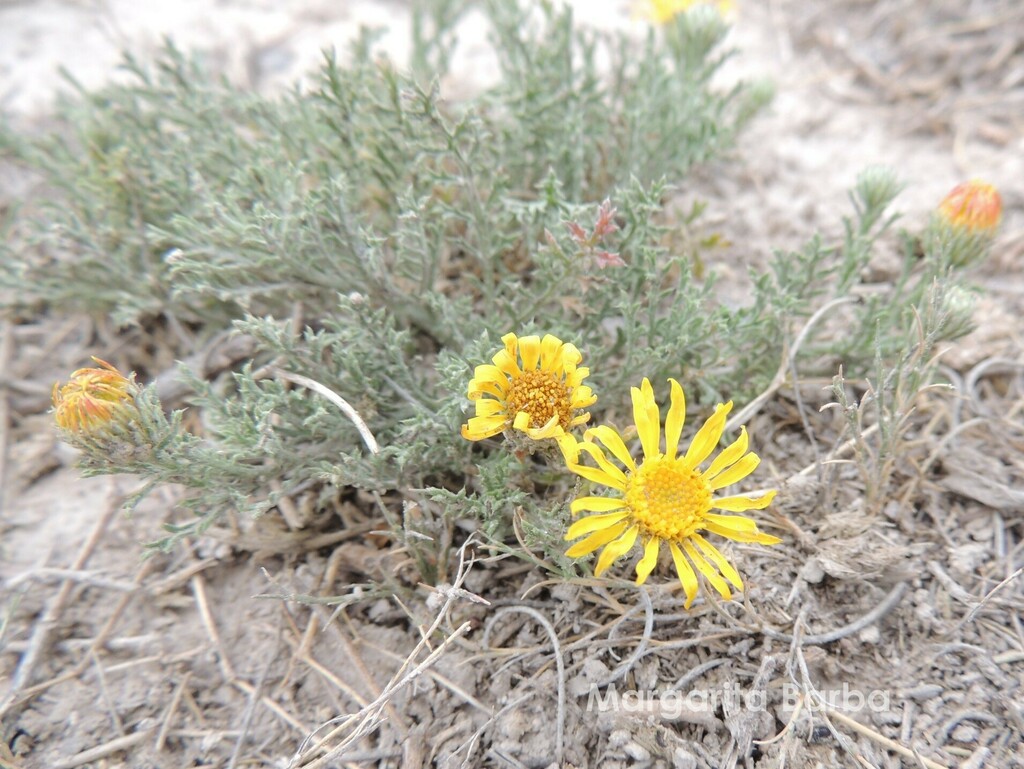 Spiny Goldenweed in April 2013 by Margarita Barba · iNaturalist