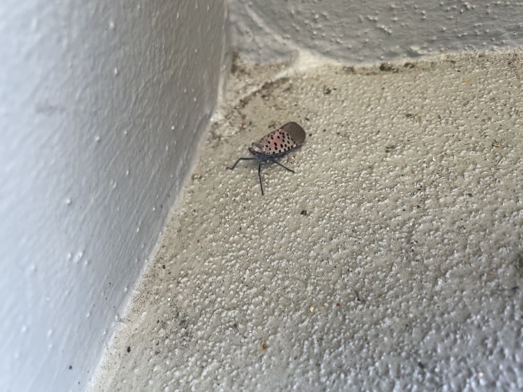 Spotted Lanternfly from Newark Liberty International Airport, Newark ...