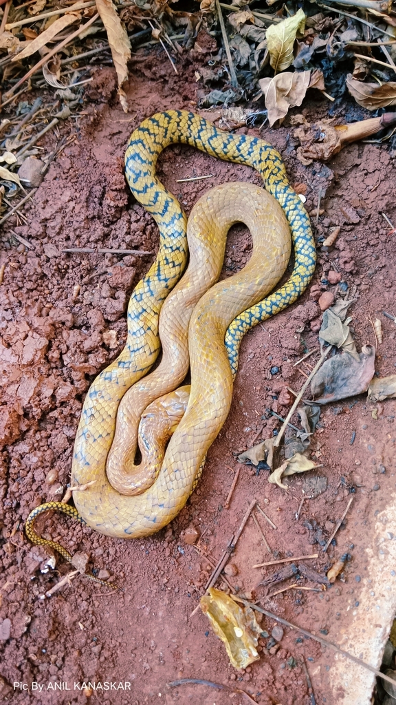 Oriental Rat Snake from HQJG+JFR, Balewadi, Pune, Maharashtra 411045 ...