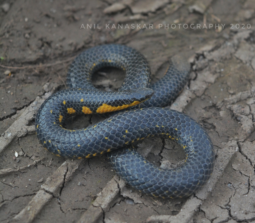 Uropeltis from 3P3J+V32, Gohe Bk., Maharashtra 410509, India on ...