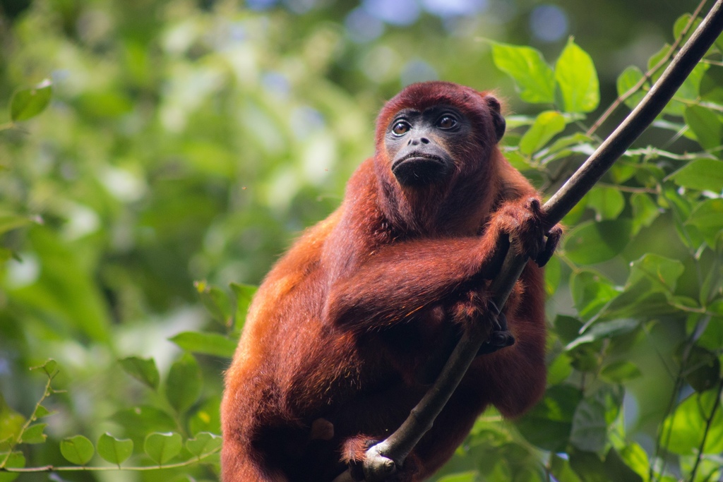 Bolivian Red Howler Monkey from Madre de Dios, , Madre de Dios, PE on ...