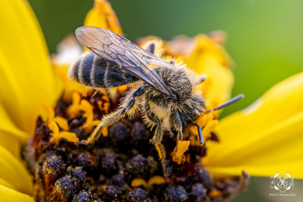 Mining Bees from 美国加利福尼亚圣迭戈拉霍亚 on March 27, 2024 at 02:55 PM by Winsten ...
