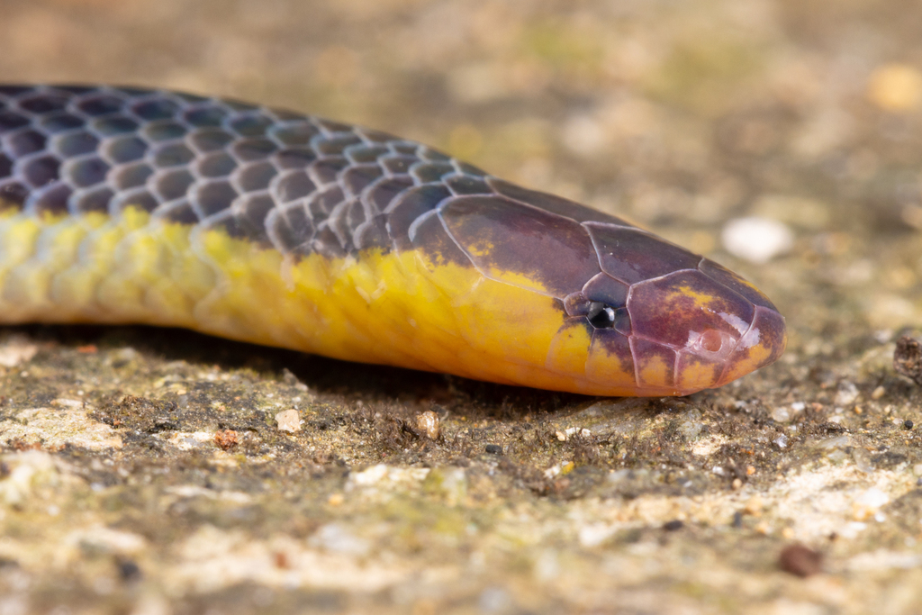 Pink-headed Reed Snake in March 2024 by Jono Dashper · iNaturalist