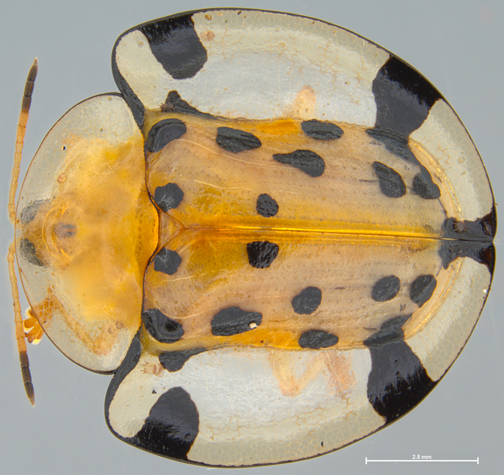 Asian Spotted Tortoise Beetle from Singapore on October 2, 2022 by Yap ...