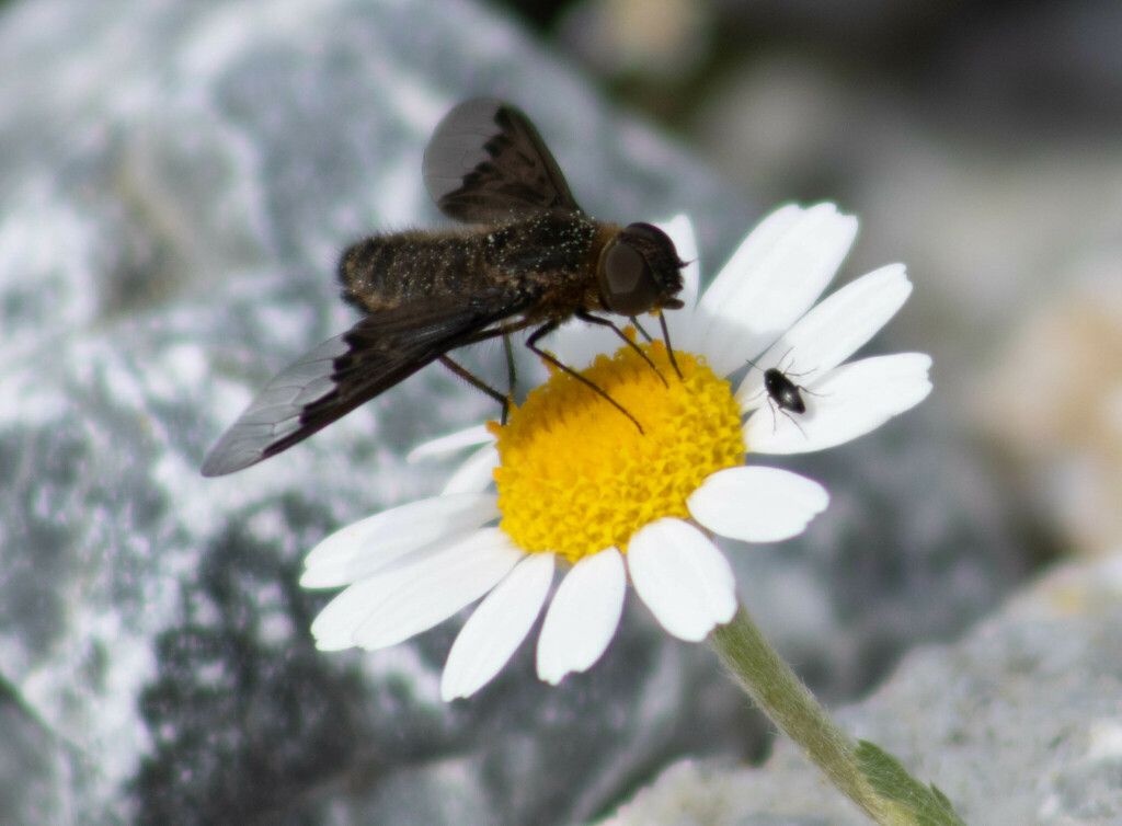 Black Banded Bee Fly from Geçitköy on March 27, 2024 at 11:55 AM by ...